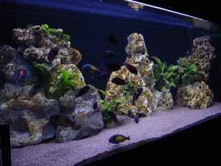 Ф. Шнайдевиндт "Ваше хобби - трофеус". Глава 3. Цвета и поведение ...